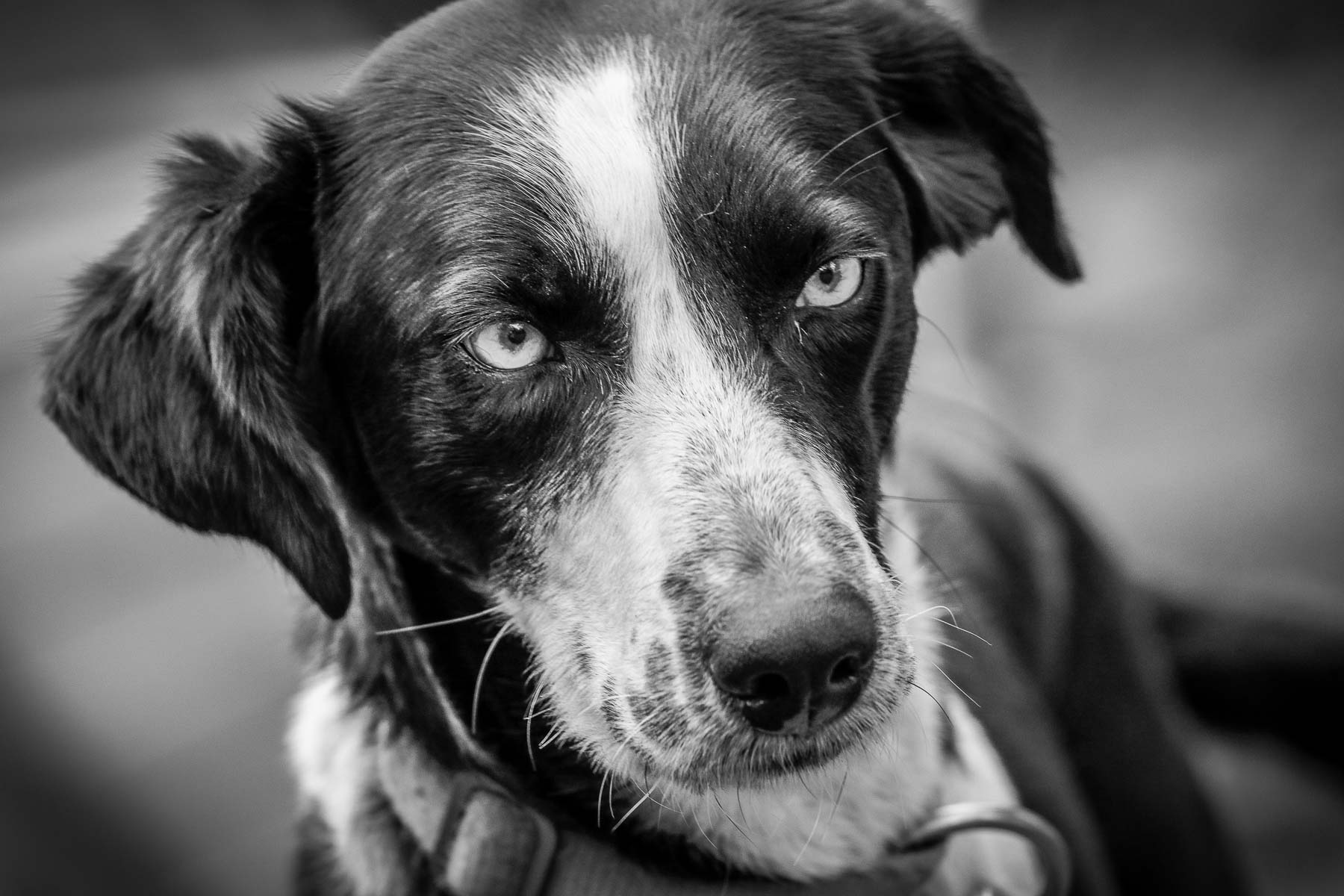 Dog Sled Rides And Tours Endurance Kennels LLC